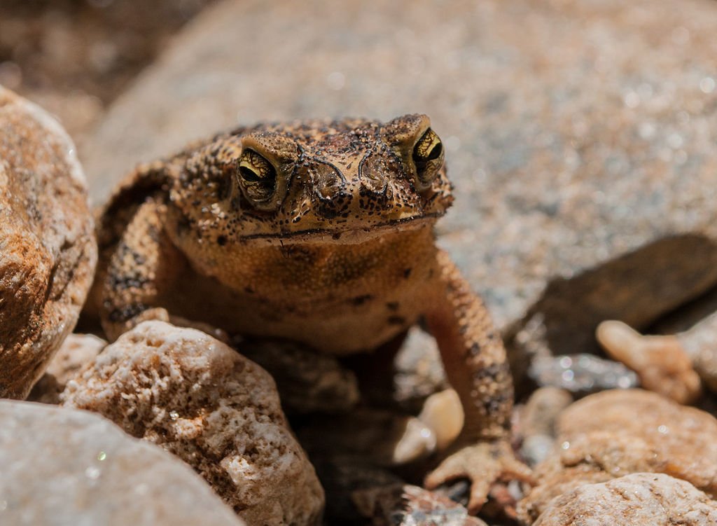 In April 2005, at least 1,000 toads swelled up with gases and exploded ...