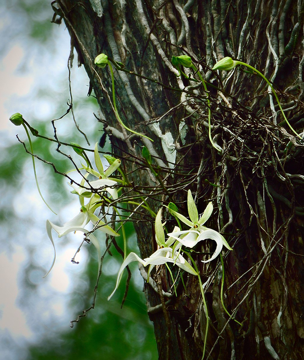 Rare orchid in bloom at Corkscrew Swamp Sanctuary via Fox4Now | Fox 4 ...