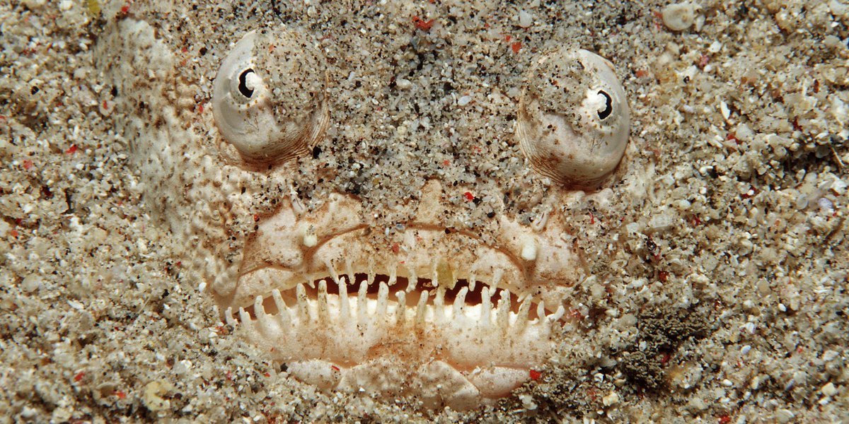 A scary-looking, deep-water fish turns up at Virginia Beach | HuffPost ...
