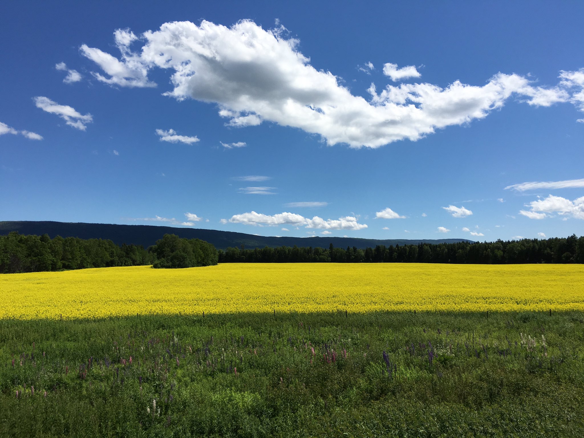 Don Bradshaw on Twitter: "Nfld. & Labrador's first and only canola crop in full bloom in ...