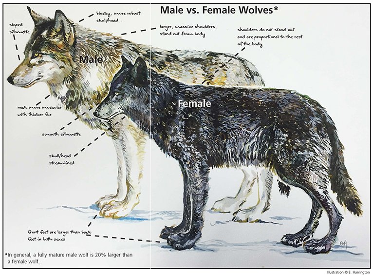 Grey Wolf Anatomical Diagram