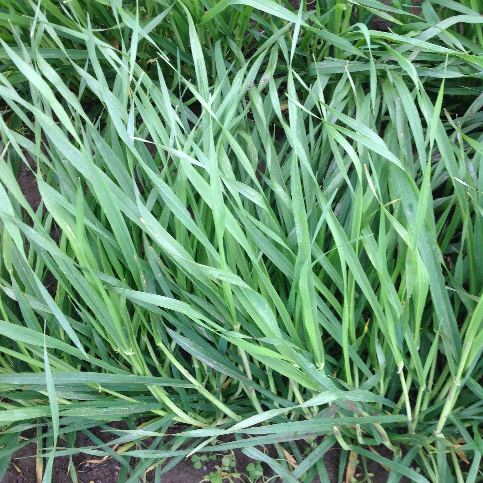 Philippine Medicinal Plants 43 OFF Gbu hamovniki ru philippine-medicinal-plants-43-off-gbu-hamovniki-ru