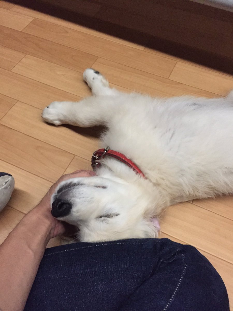サニーさんとレオくん (@sunnie_leo) | Twitter