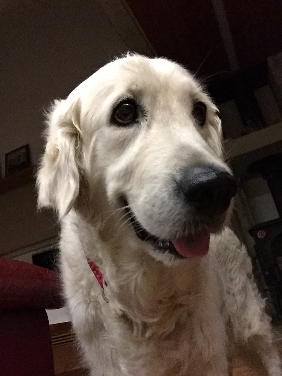 サニーさんとレオくん (@sunnie_leo) | Twitter