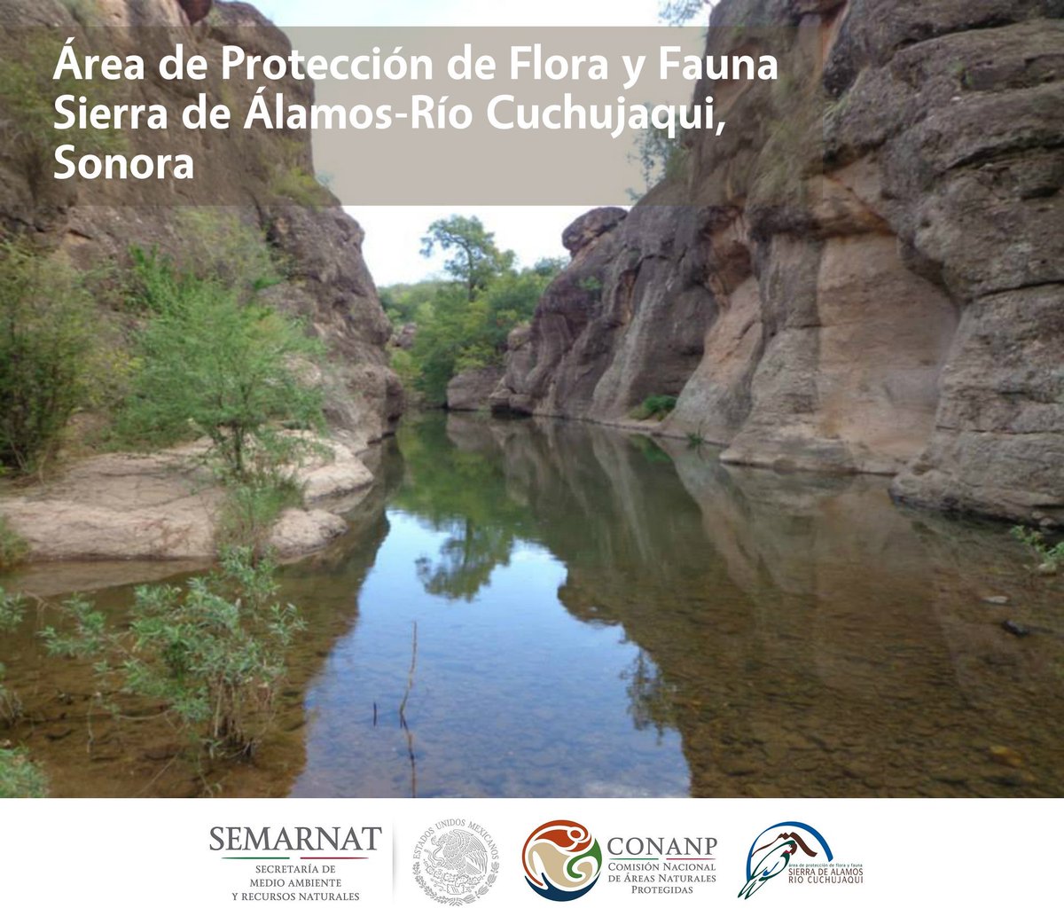 Aniversario del Área de protección de flora y fauna sierra de Álamos ...