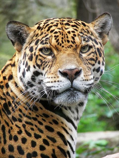 El jaguar, el rey de los animales en Mesoamérica. Intlaticauh in iolque ...