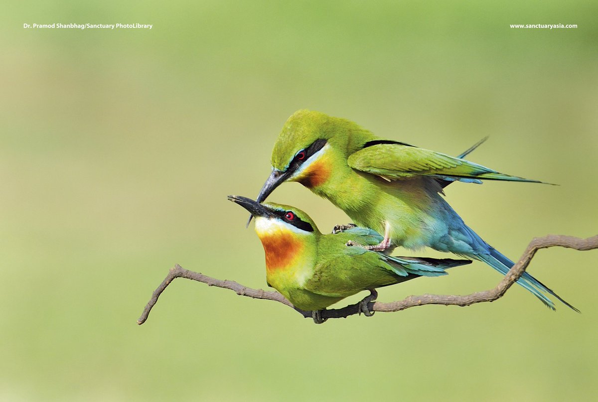Bird Cloacal Kiss