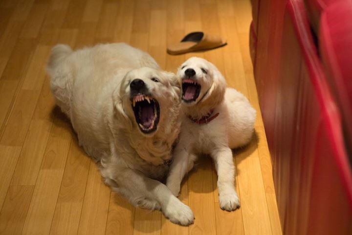 サニーさんとレオくん (@sunnie_leo) | Twitter