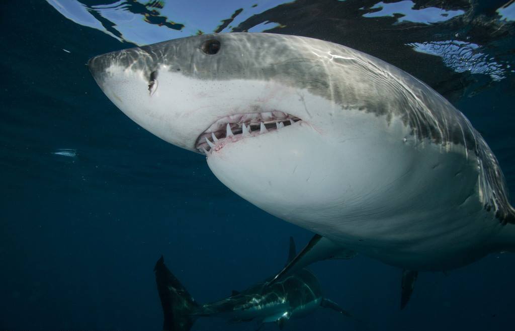 Photos of ferocity: photographer stephen frink travels the world to ...