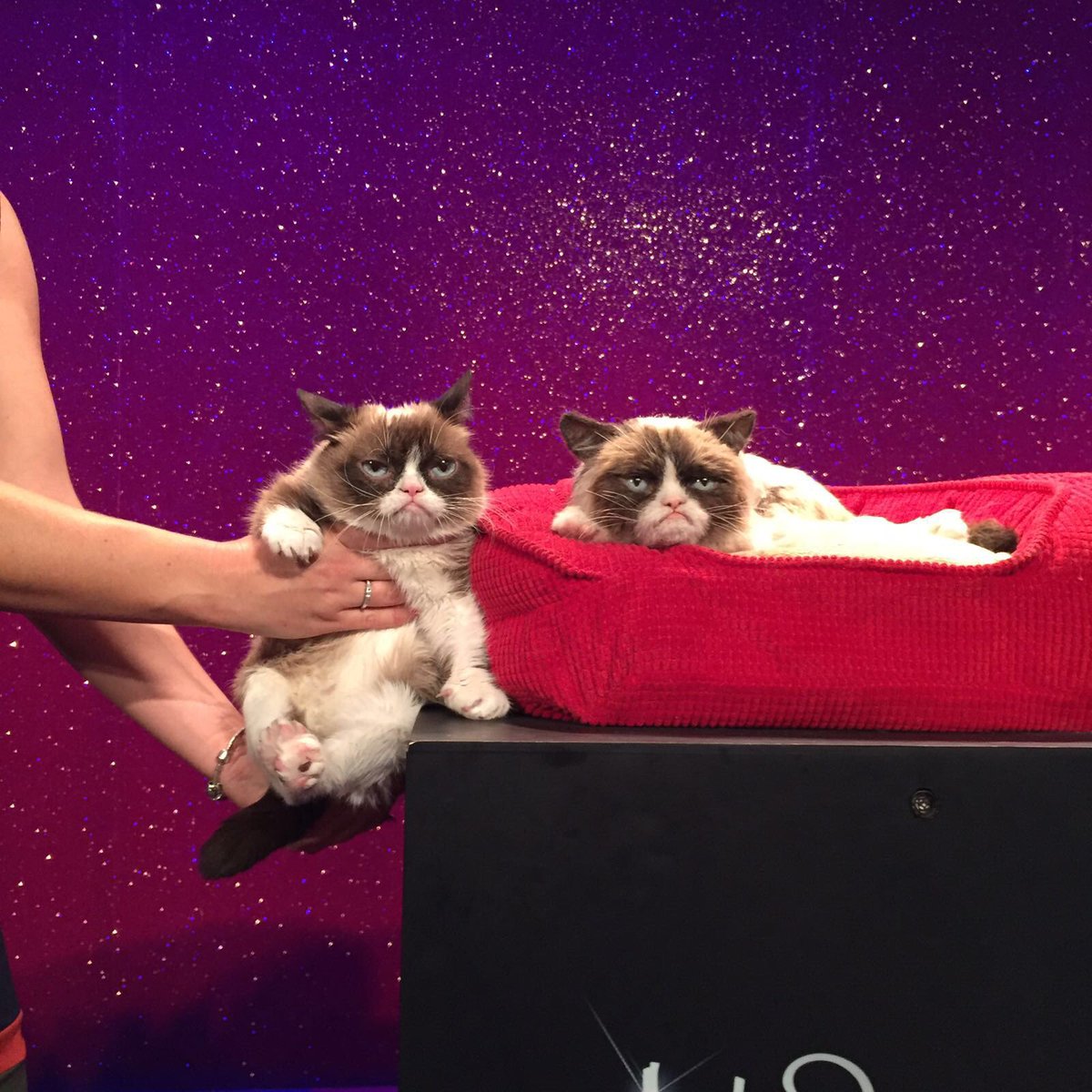 Grumpy Cat takes in the sights of London but unsurprisingly looks less ...