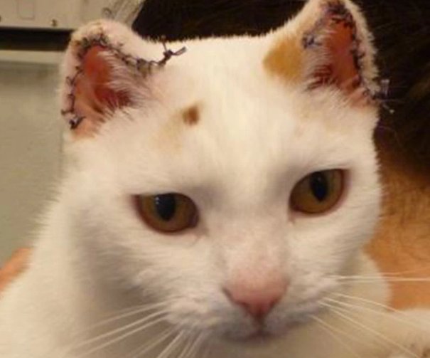 Adorable cats have part of their ears amputated after sunburn gives ...