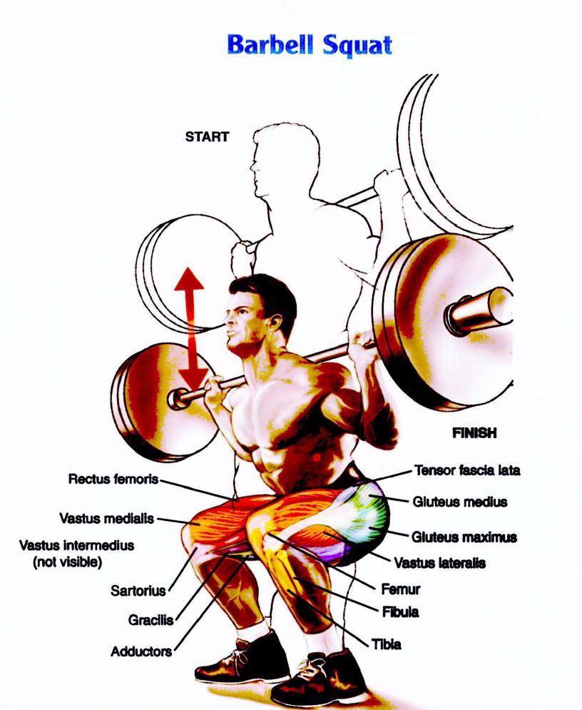 Squat Muscles Worked Diagram