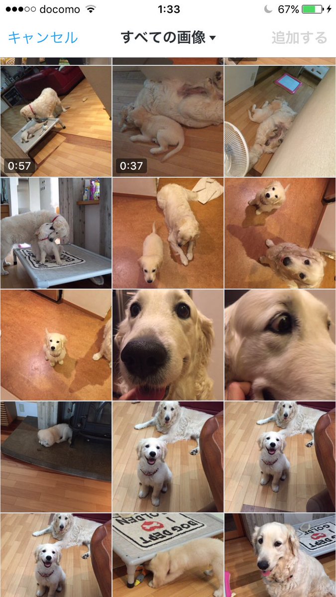 サニーさんとレオくん (@sunnie_leo) | Twitter