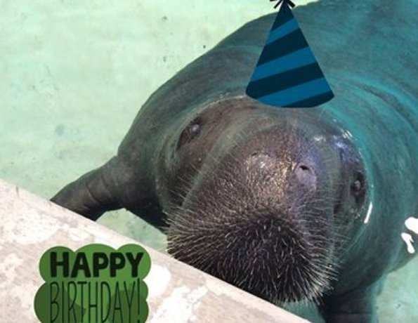Manatee Meme Birthday