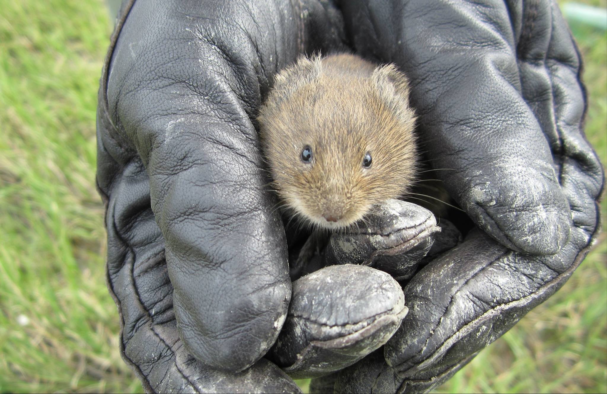 Tundra Voles
