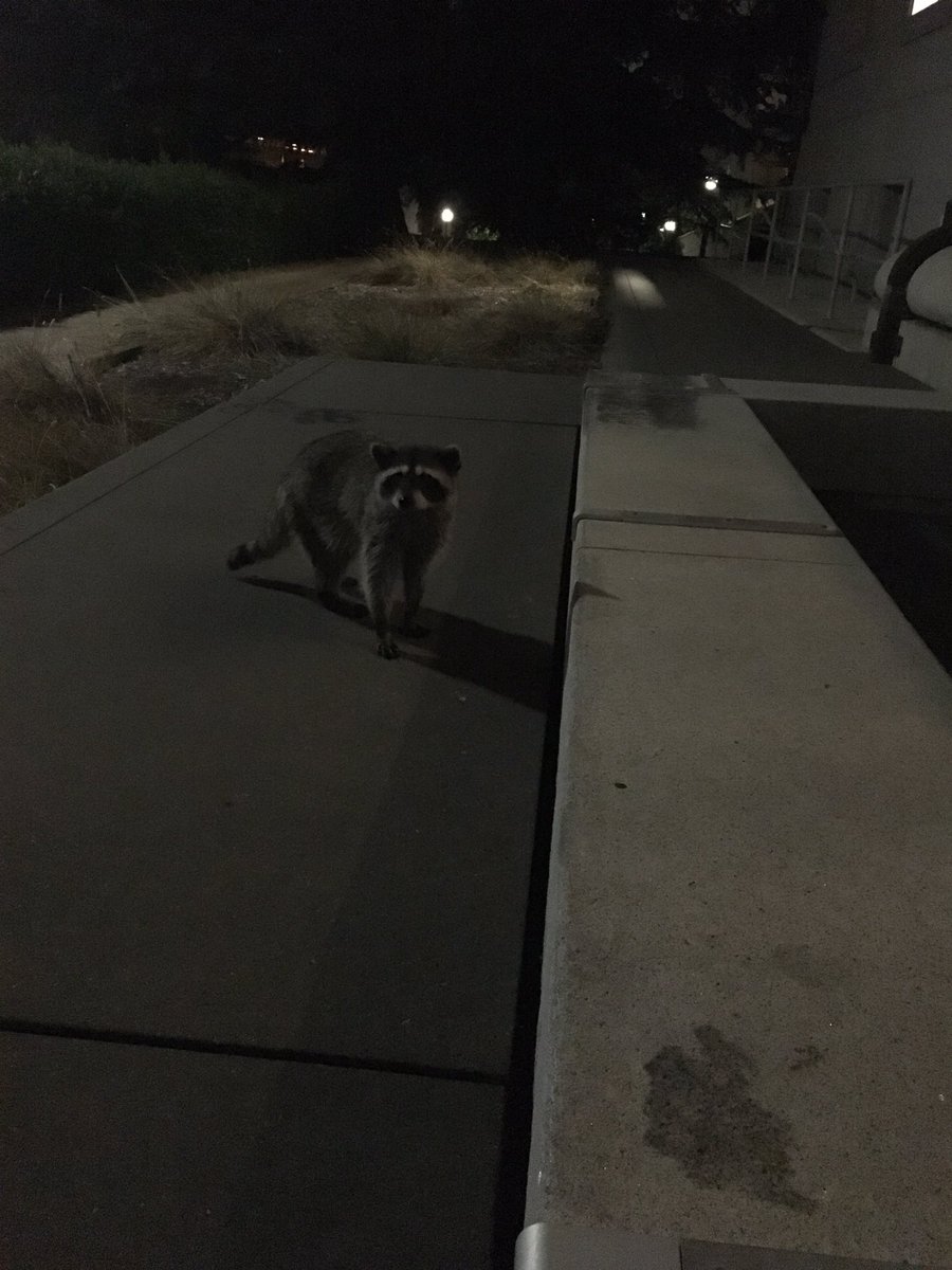 Real Life Pokemon Sightings