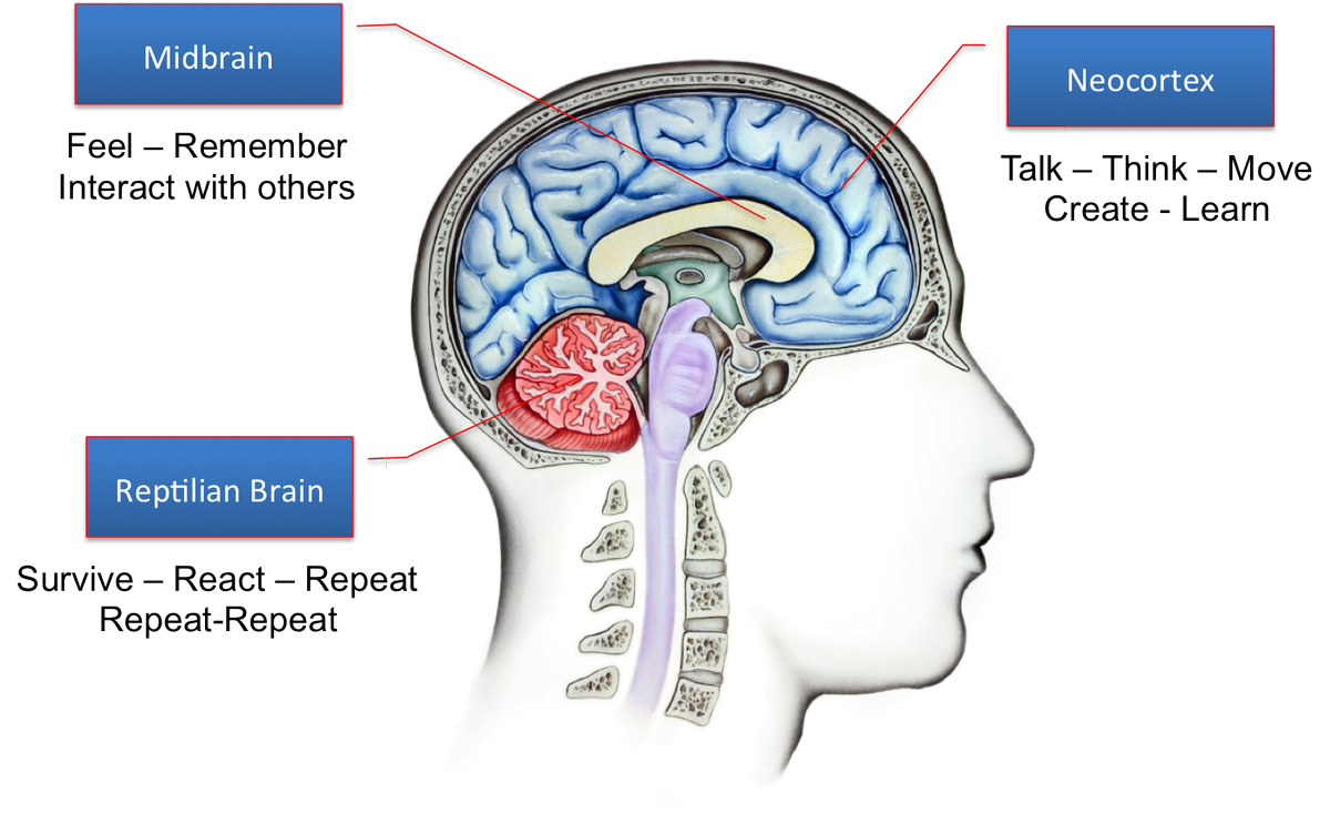 Maclean Triune Brain