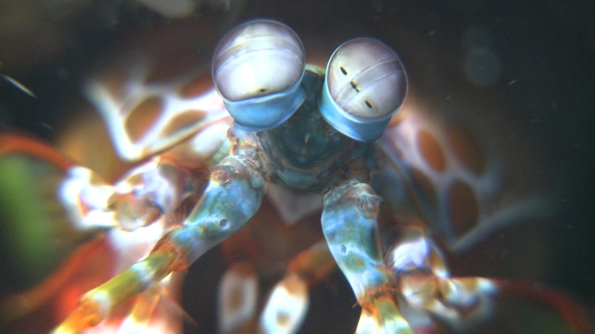 Blink and you'll miss it. The peacock mantis shrimp can strike at 50x ...