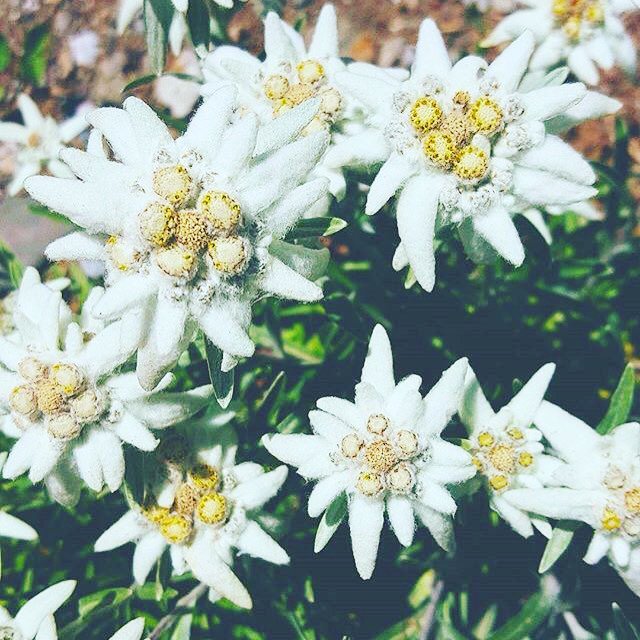 Switzerland National Flower