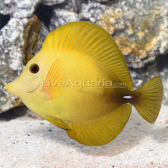 Zebrasoma Scopas Yellow