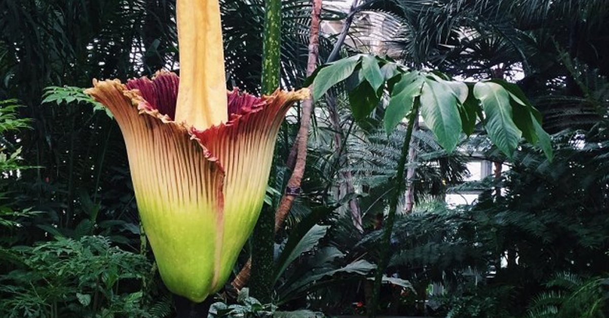 Flor mais fedida do mundo faz rara aparição no jardim botânico de nova ...