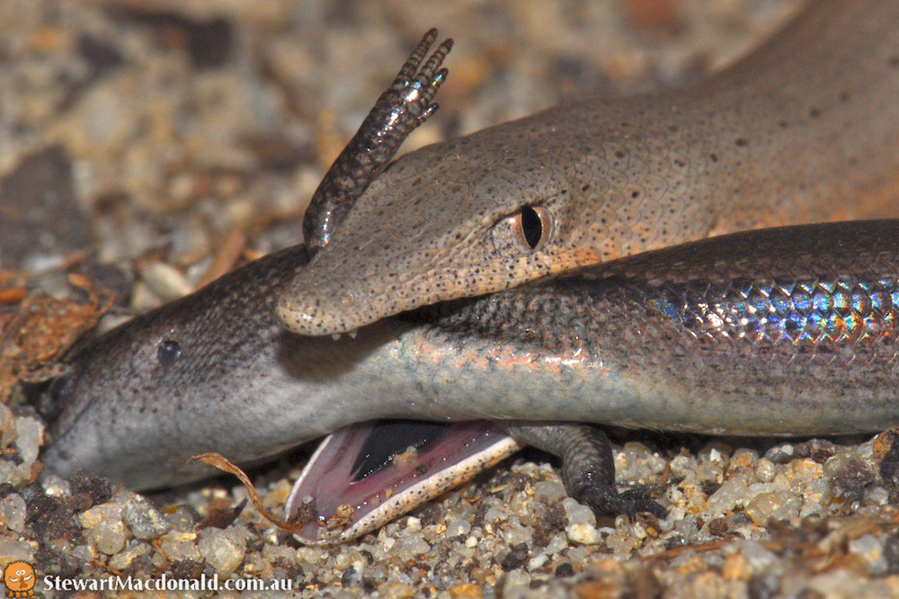 Legless Lizard Skeleton