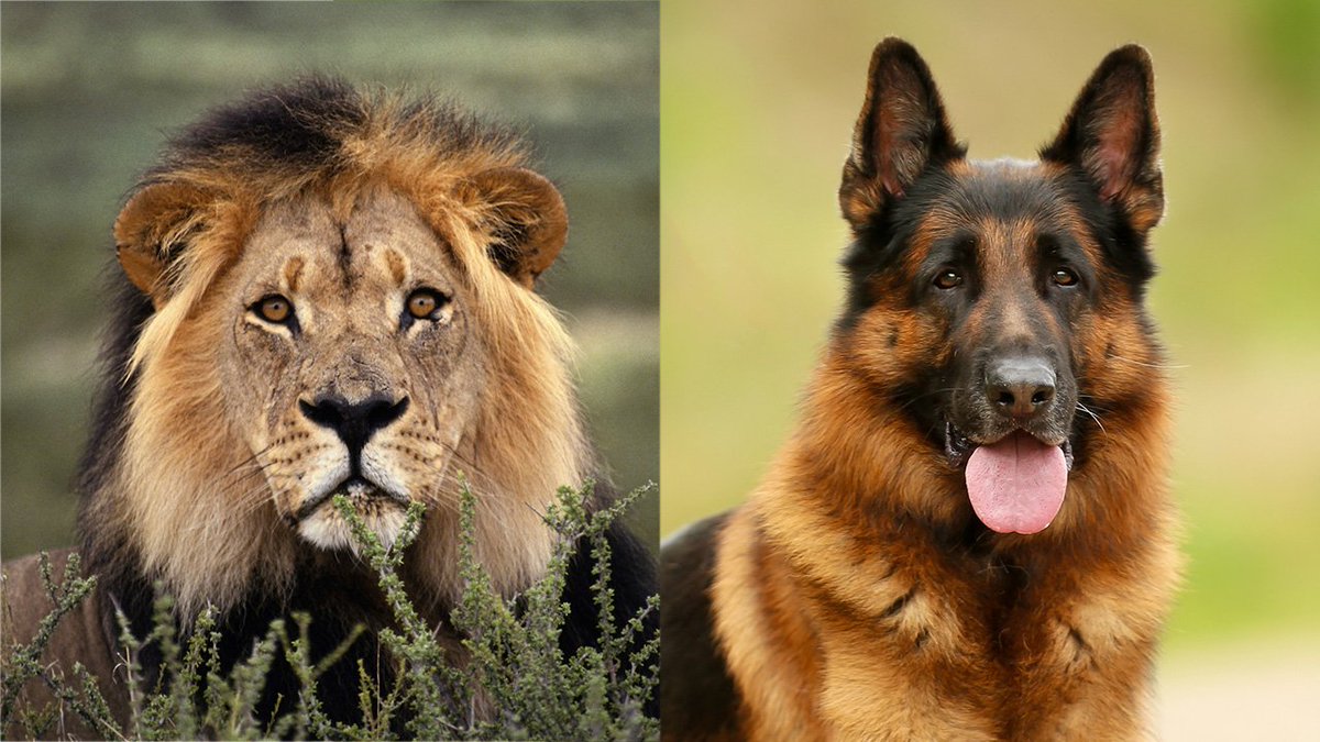 Lion German Shepherd Images