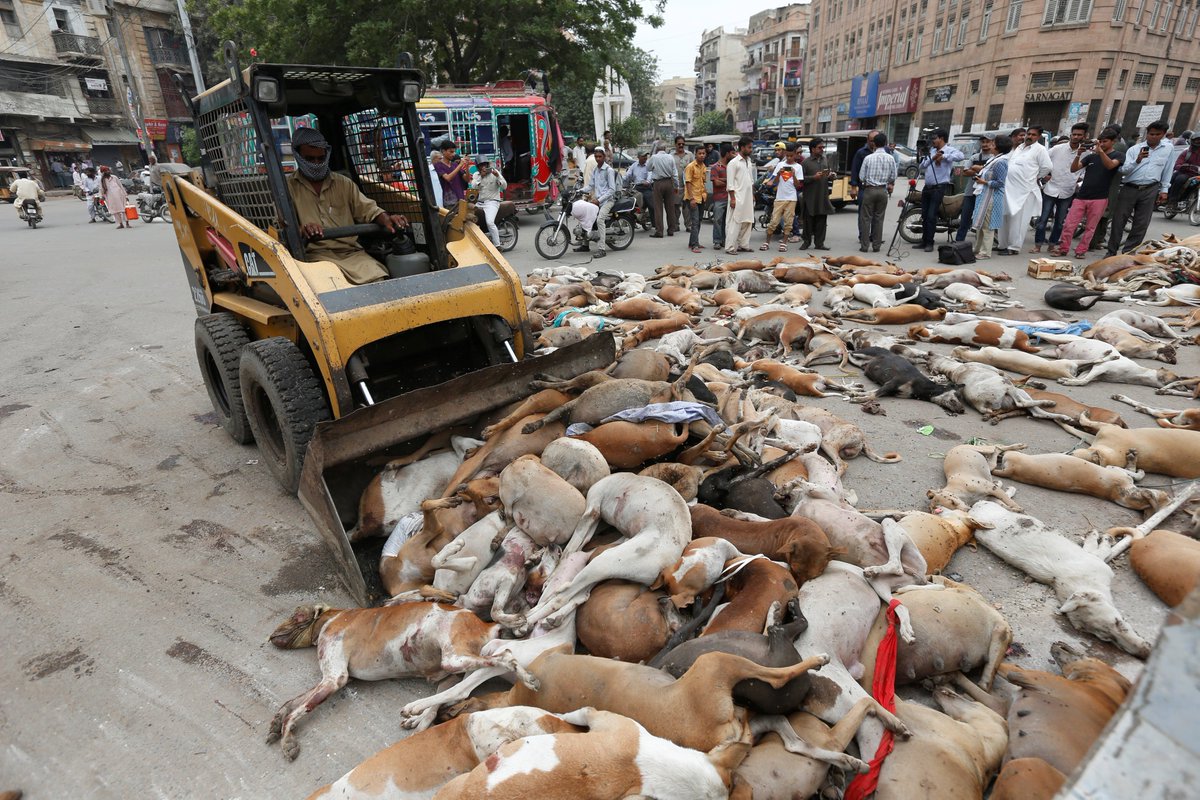 The carcasses of hundreds of stray dogs in Karachi, Pakistan after ...