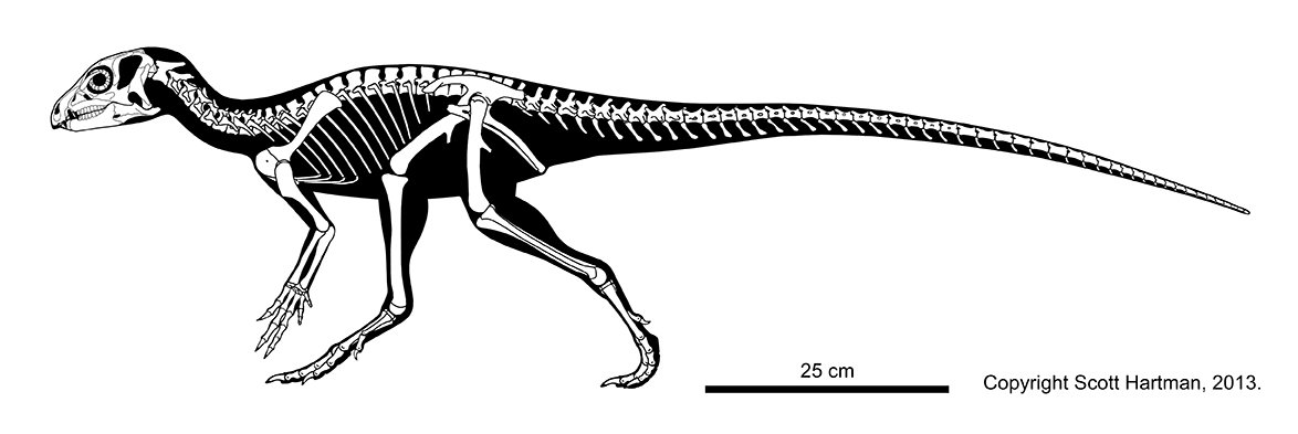 Heterodontosaurus Skeleton
