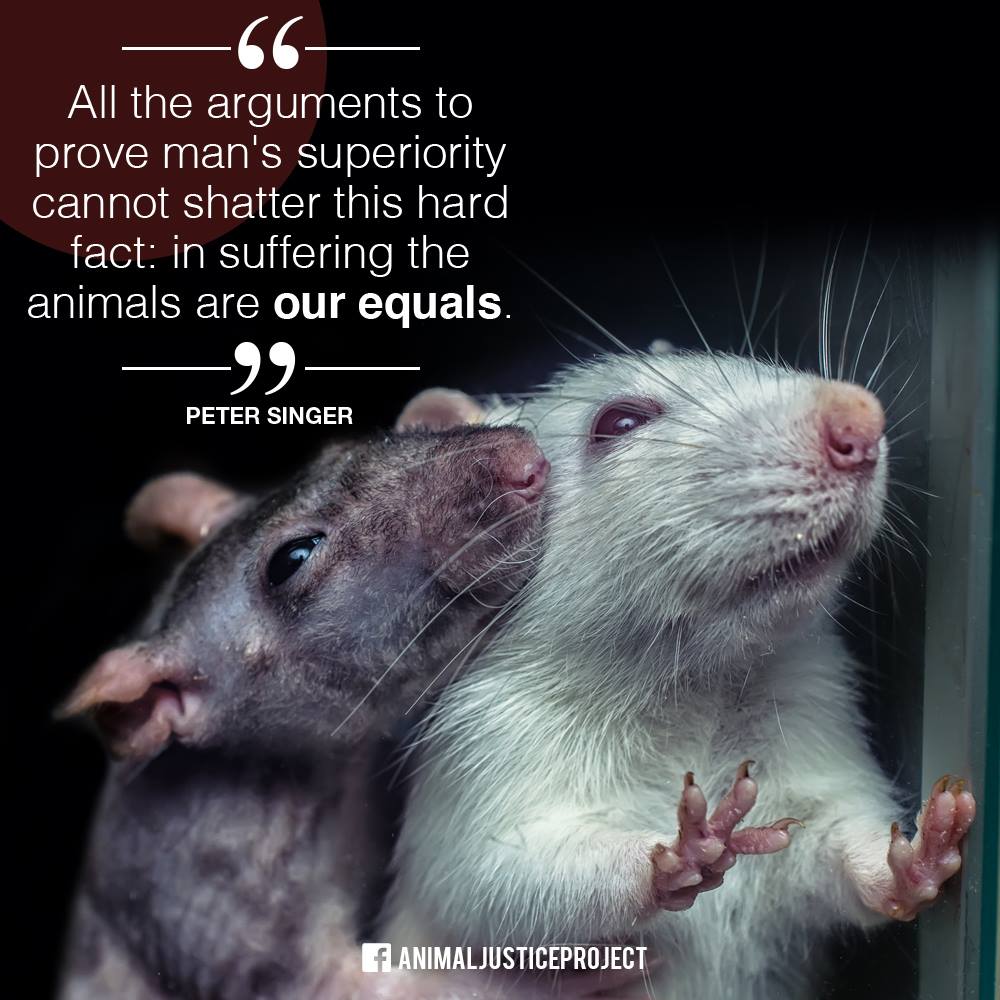 A Fascinating Look into the Empathy of Animals: Their Emotional ...