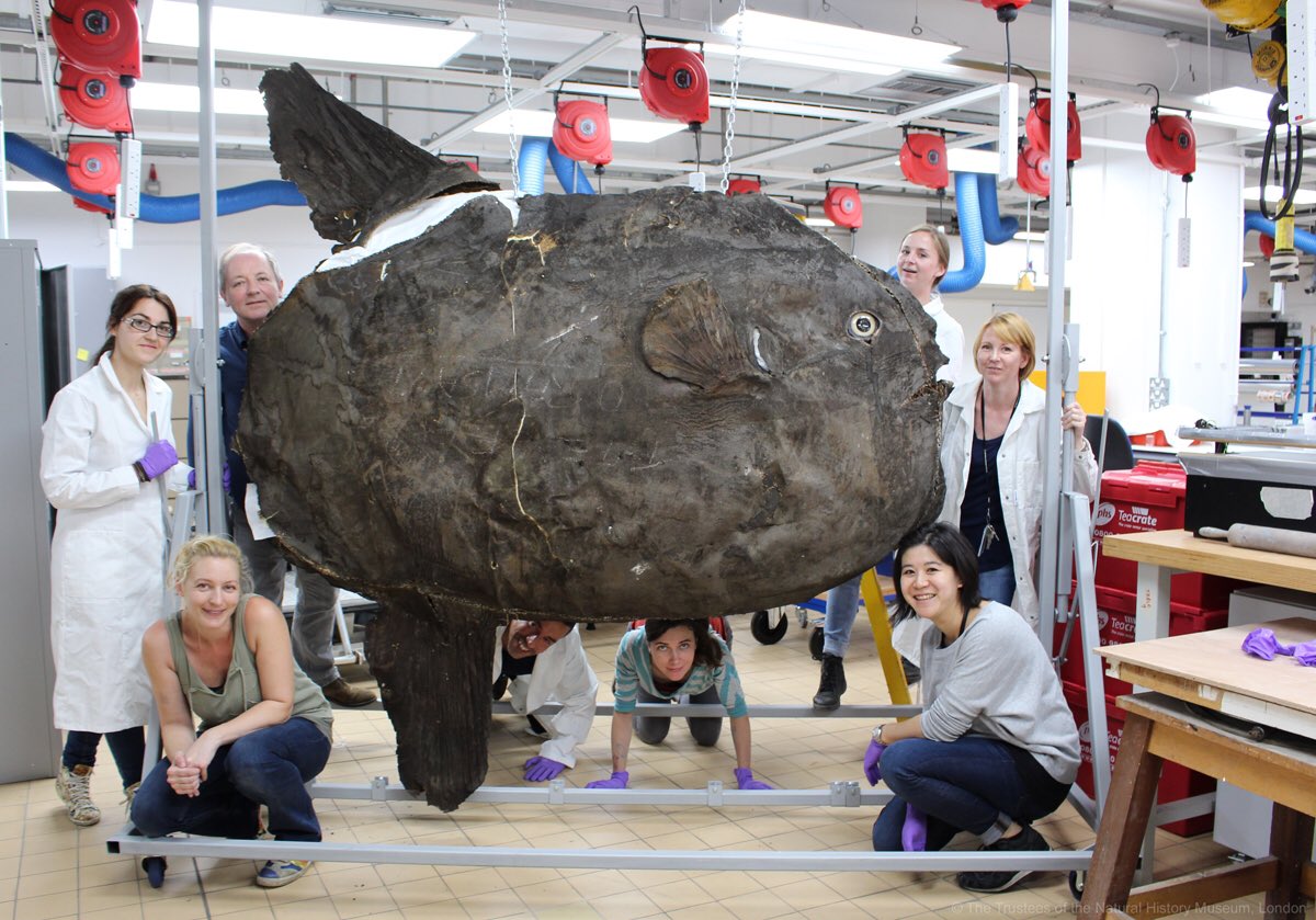 Our #nhm_conservators recently restored an extraordinary fish: here's ...