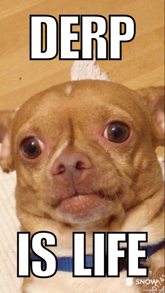 Derp Dog Meme