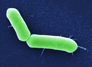 Geobacillus - Alchetron, The Free Social Encyclopedia