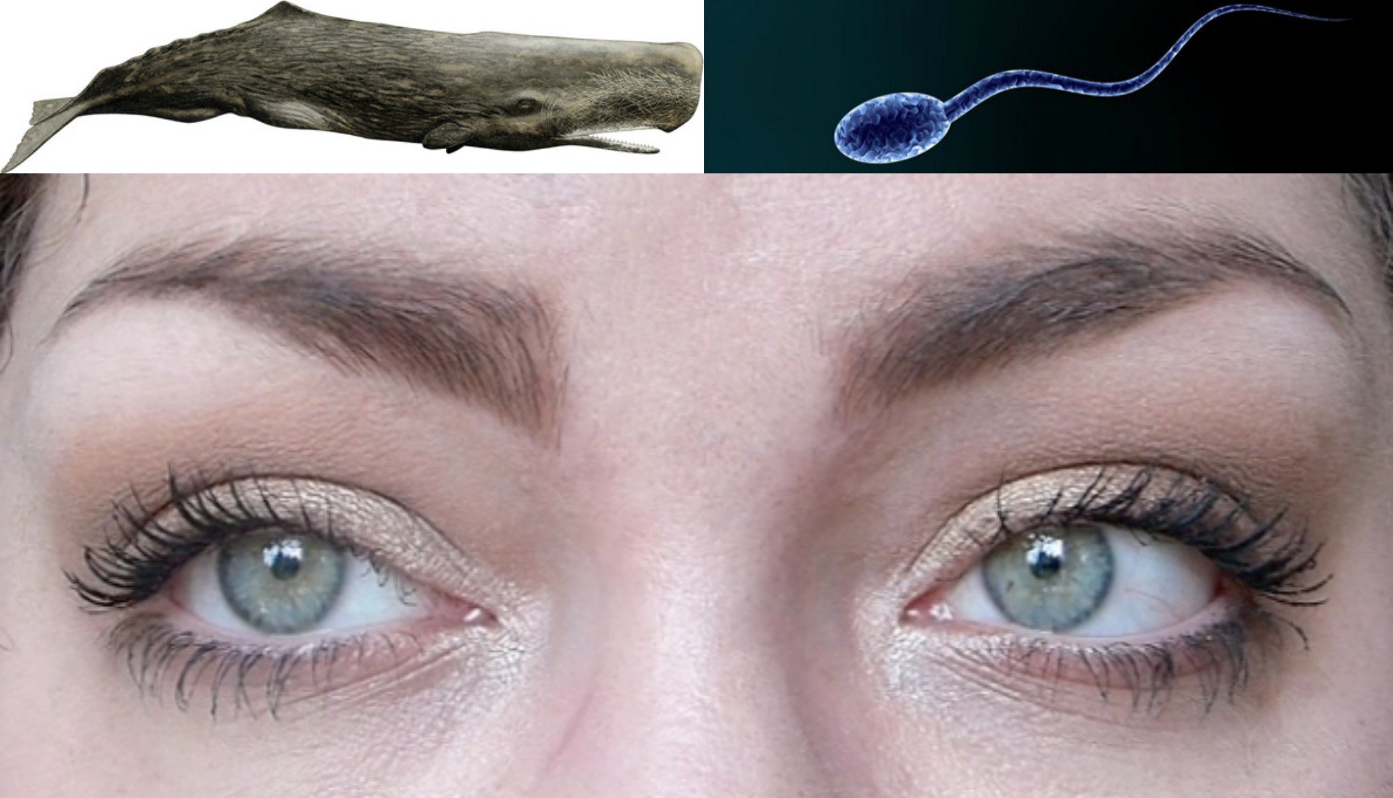 Sperm Eyebrows Memes Father And Son Conversations: Blaming The Sperm