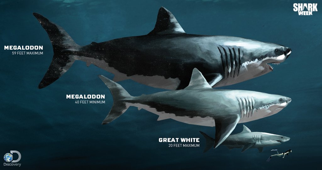 Largest Prehistoric Shark