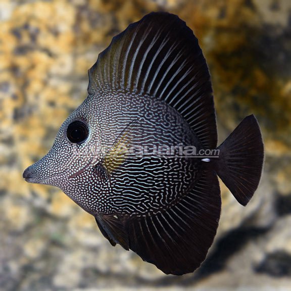 Black Tang Fish