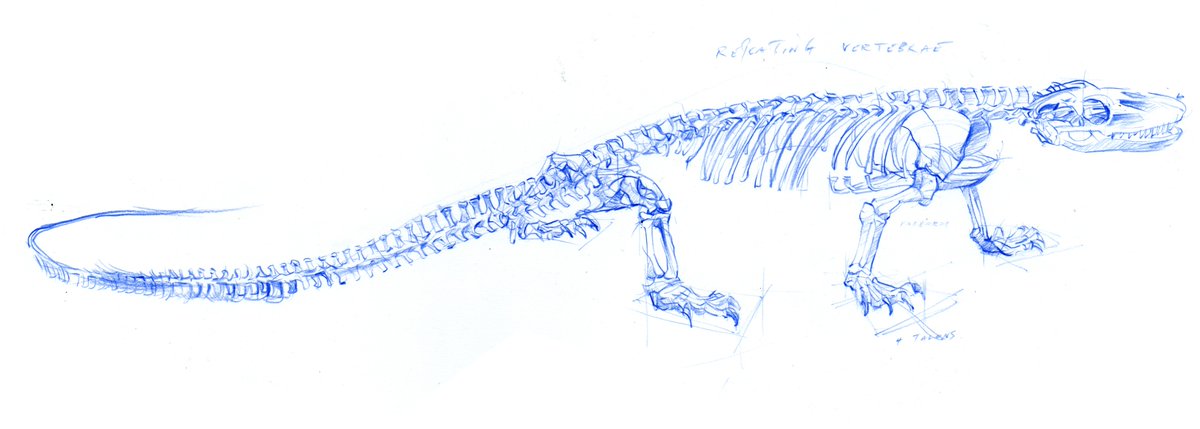 Komodo Dragon Skeleton