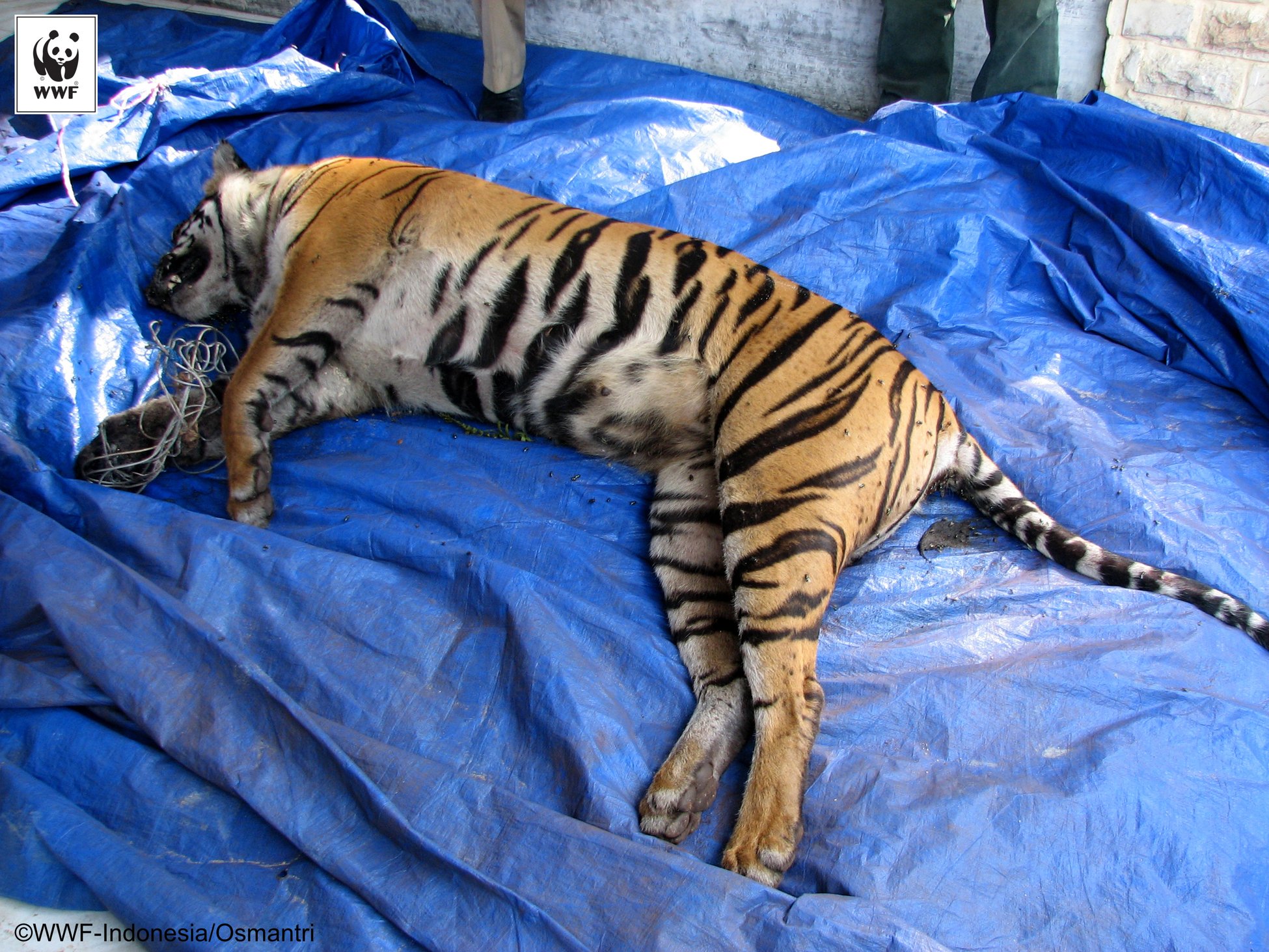 Yayasan WWF Indonesia on Twitter: Yayasan WWF Indonesia on Twitter: