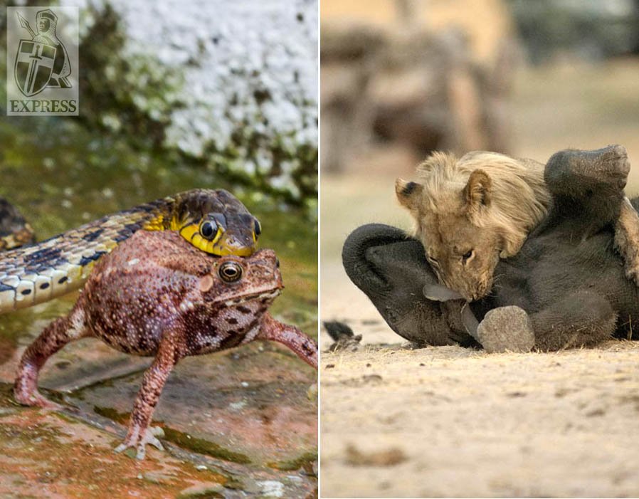 Express Pictures on Twitter: &quot;Grasp of death: Watch these animals hunt ...