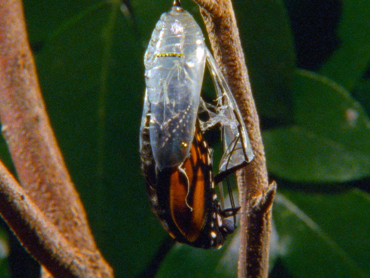 Foto del día: mariposa saliendo de su capullo. Imagen de NatGeoWILD ...