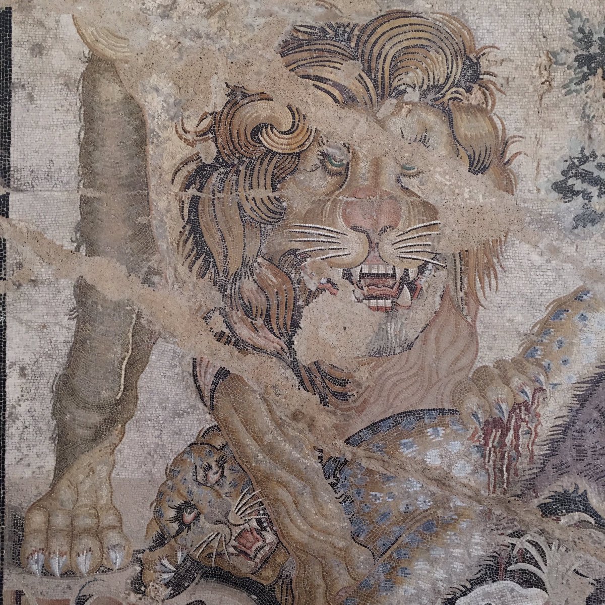 The animals symbols of rome - wildanimalwarfare