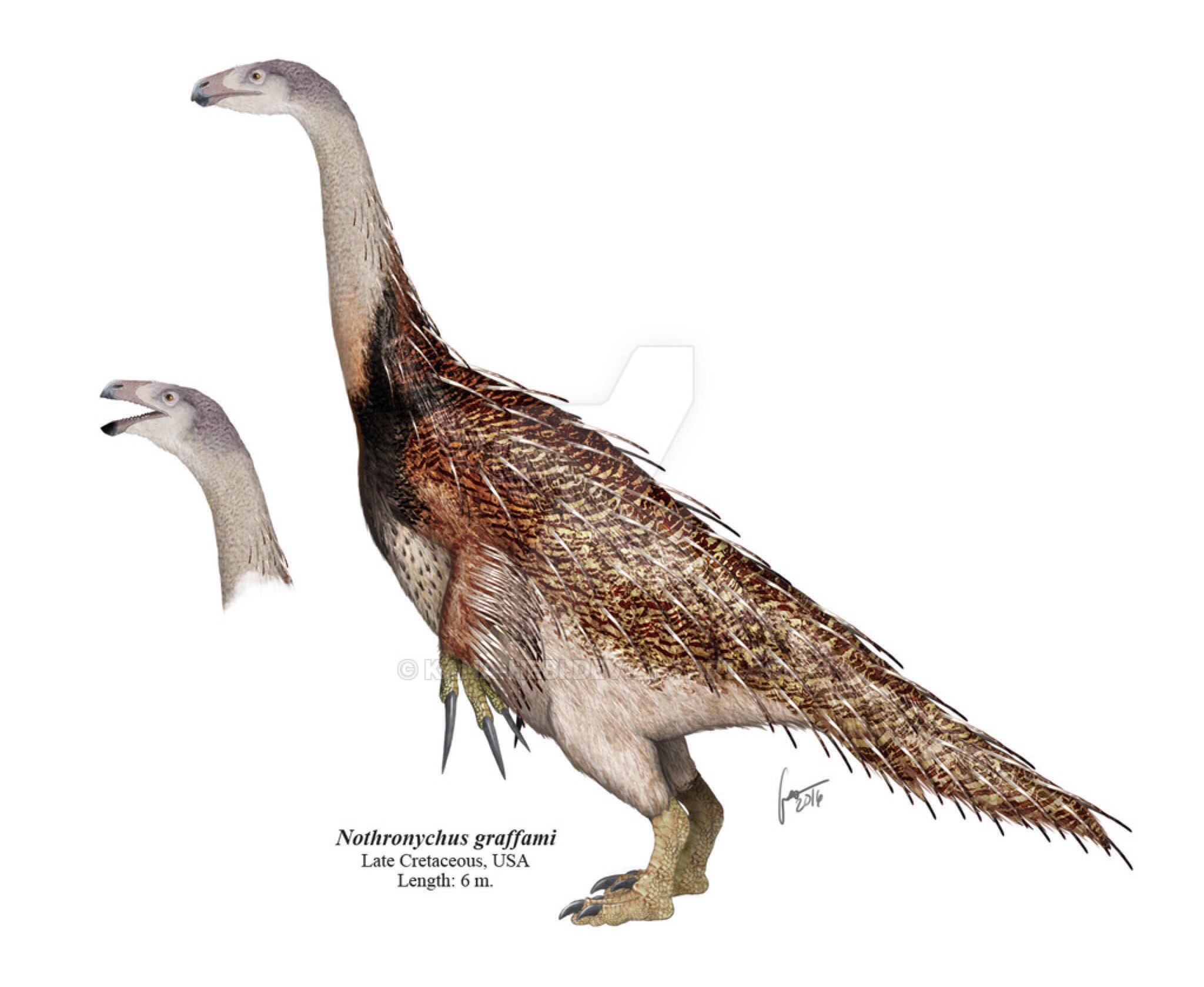 Nothronychus Graffami