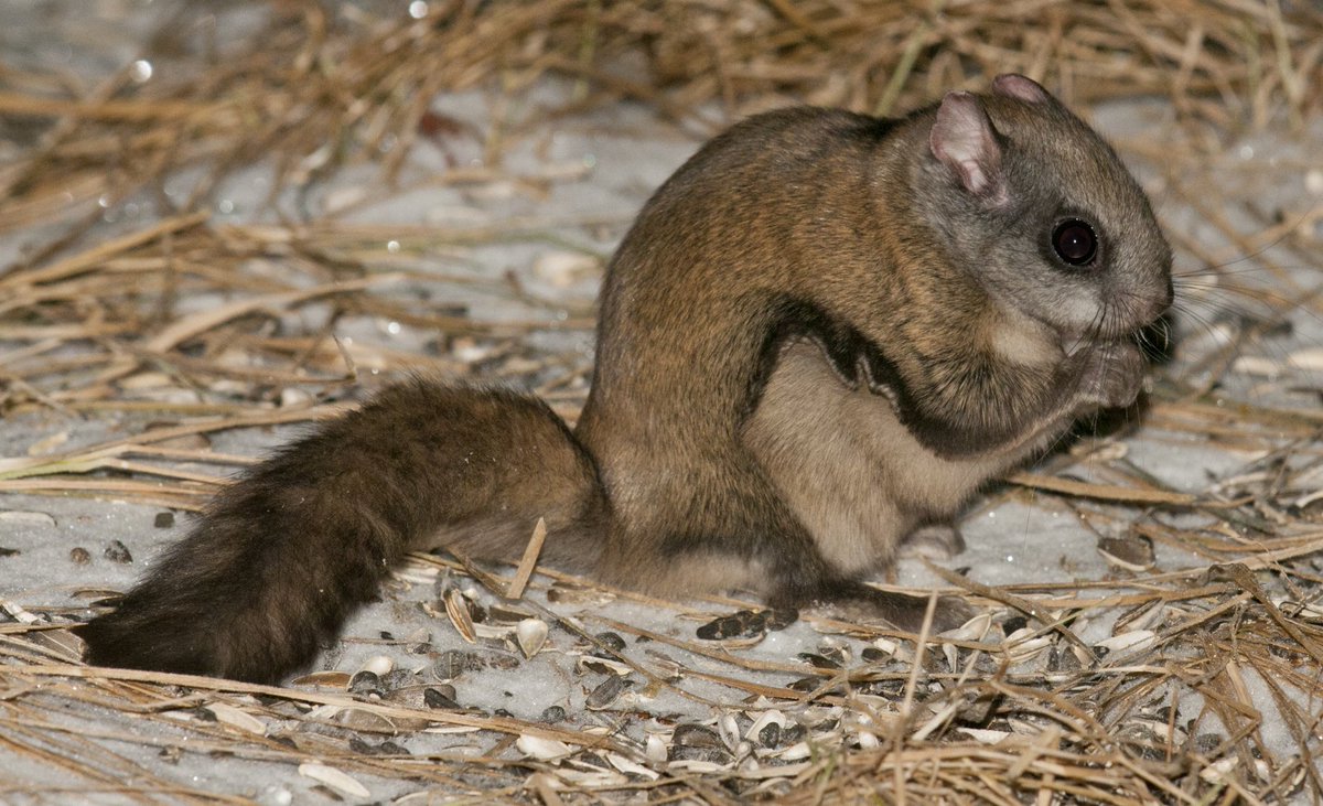 Northern Flying Squirrel