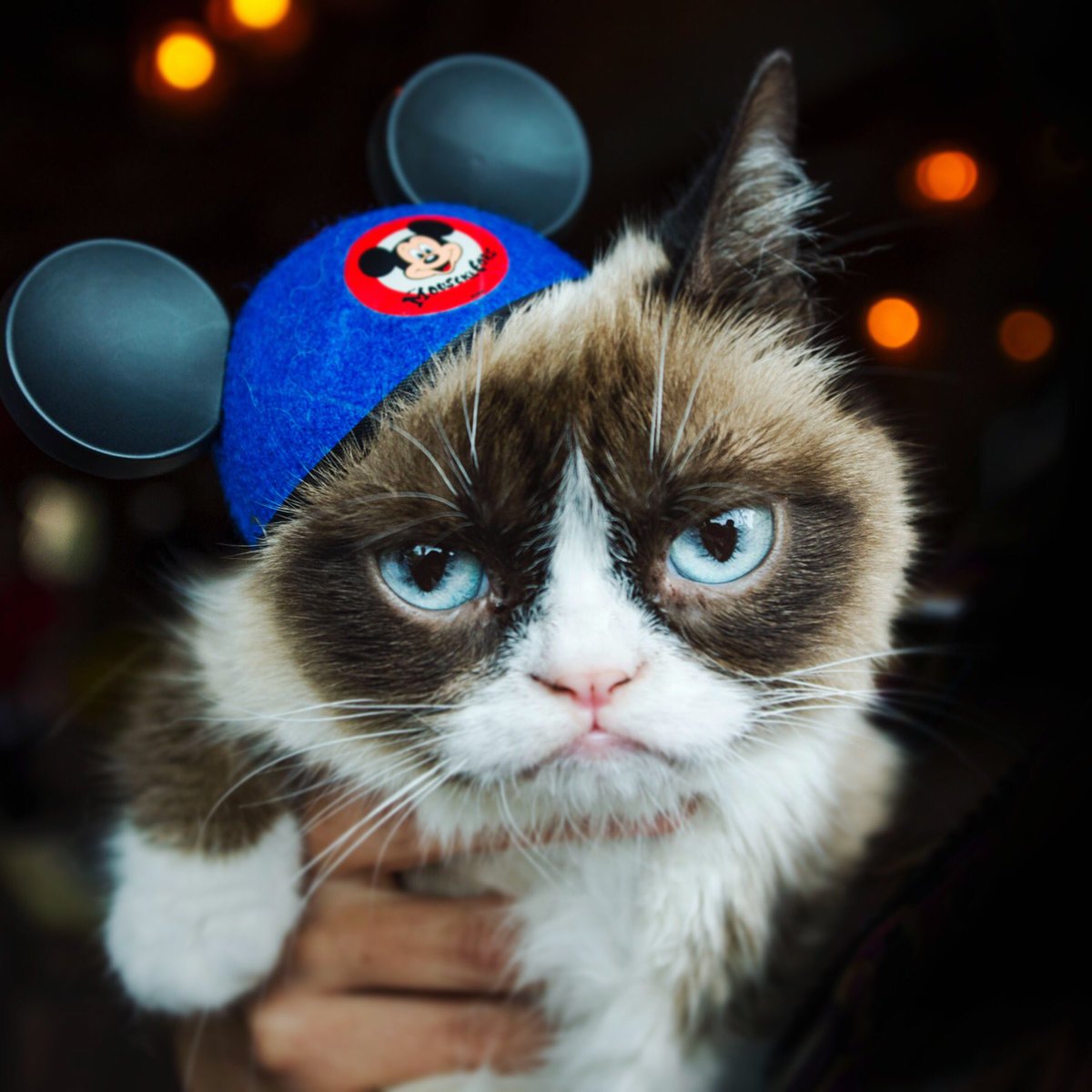 Cat Grumpy Disney Wallpaper