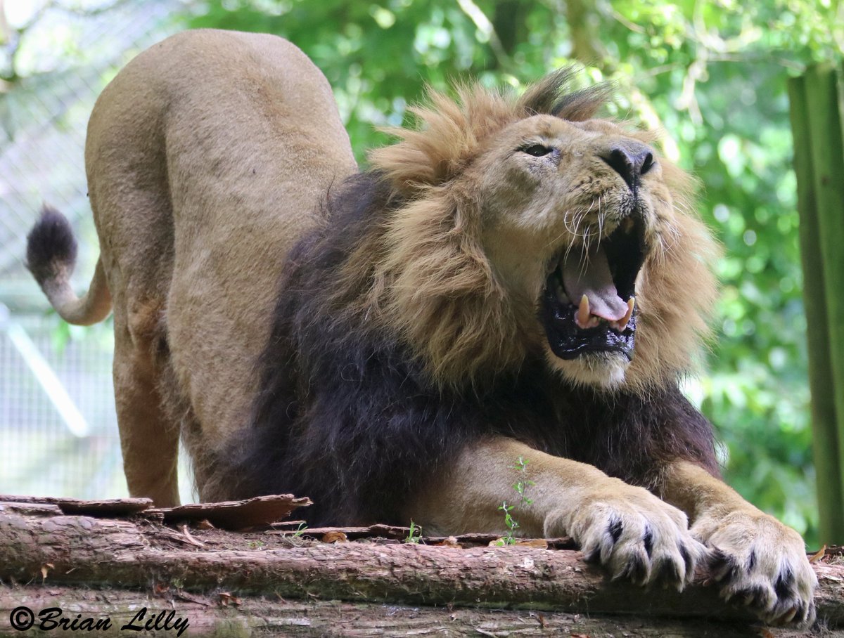 Stretching Lion