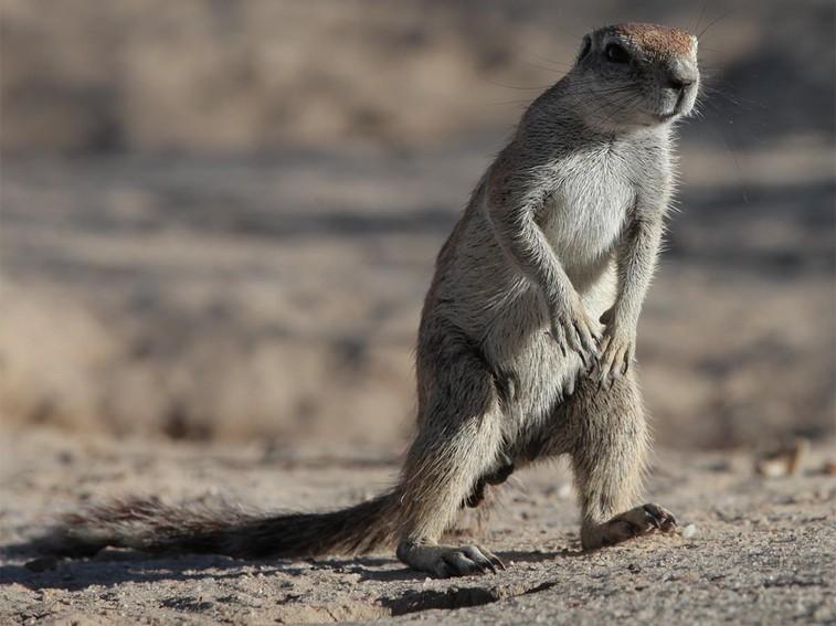 Animals That Walk On Two Legs