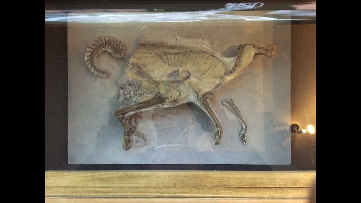 Mummified Dinosaur Leonardo