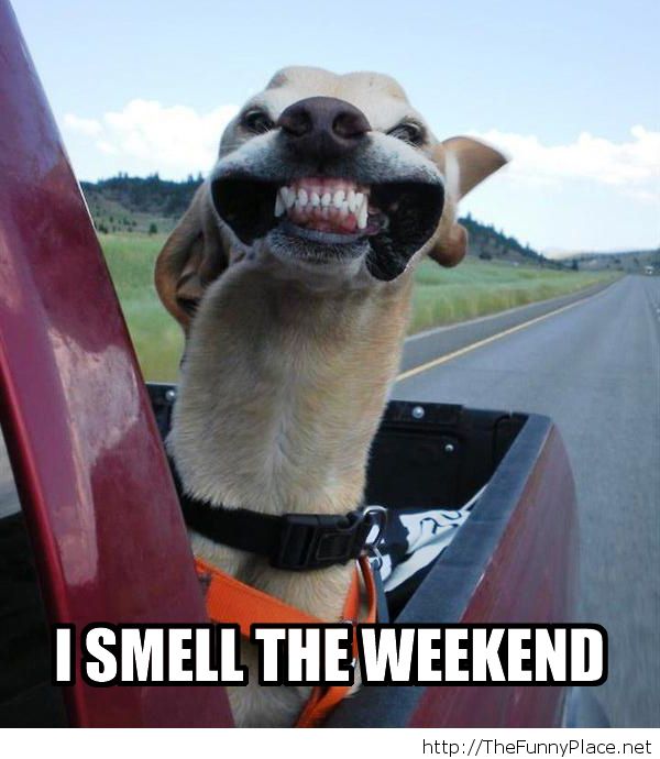 Almost Friday Funny Quotes