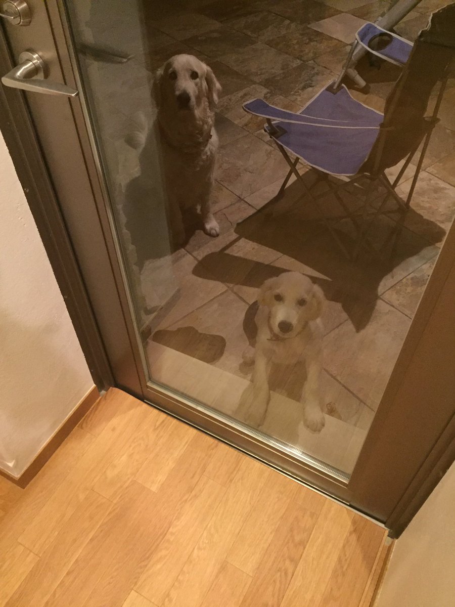 サニーさんとレオくん (@sunnie_leo) | Twitter