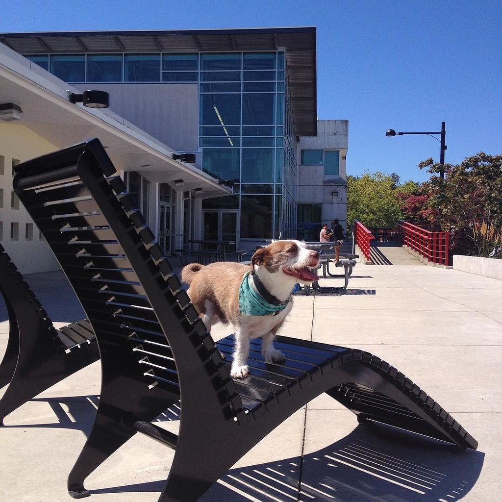 BCITSA (@bcitsa) | Twitter